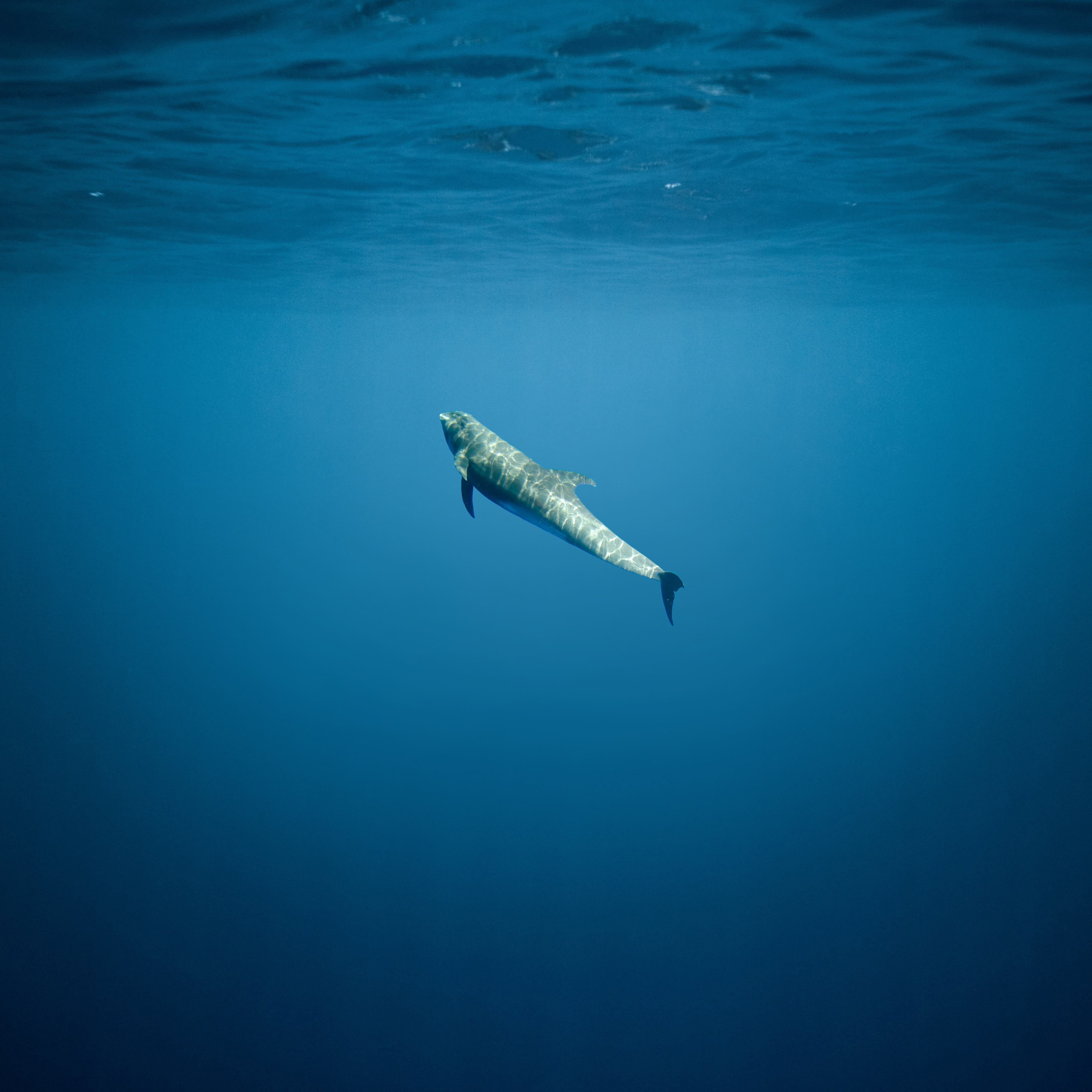 Whale | TIDE - Sleep. Focus. Meditation. Relax.